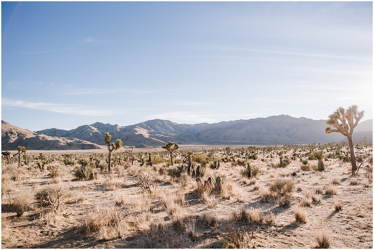 Joshua Tree & Palm Springs Adventures - Nikkels Photography